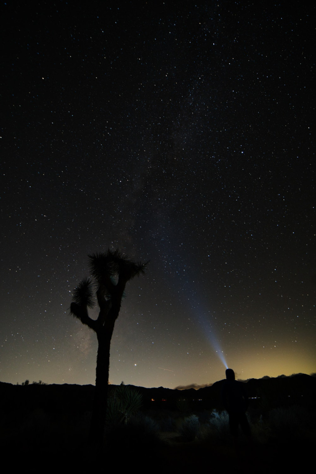 Free: Silhouette of Joshua Tree During Night - nohat.cc