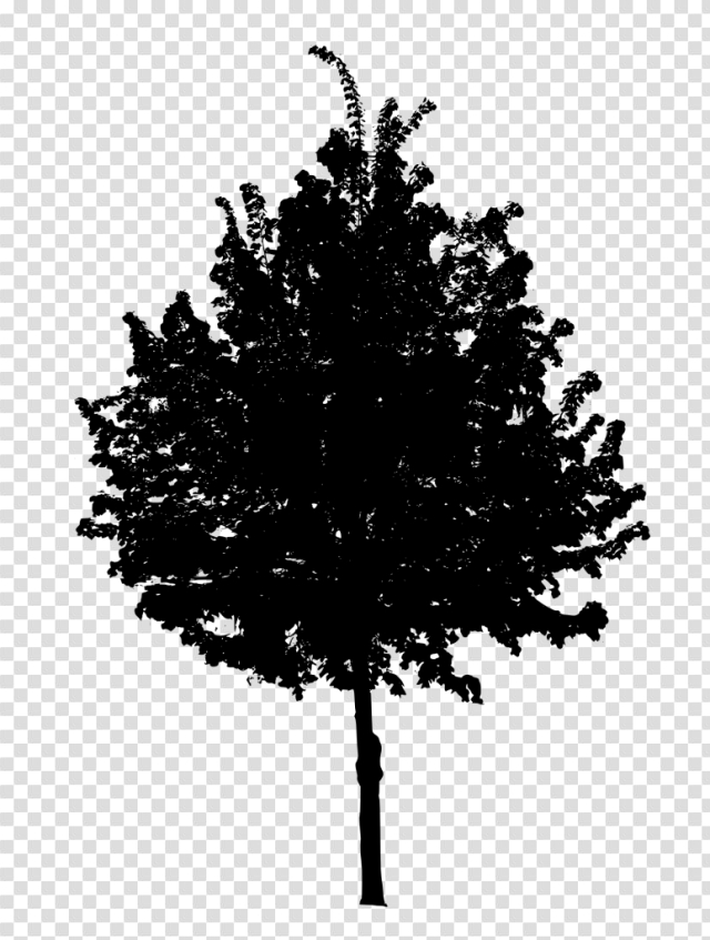 Free: Simple Black Tree Png Image - nohat.cc