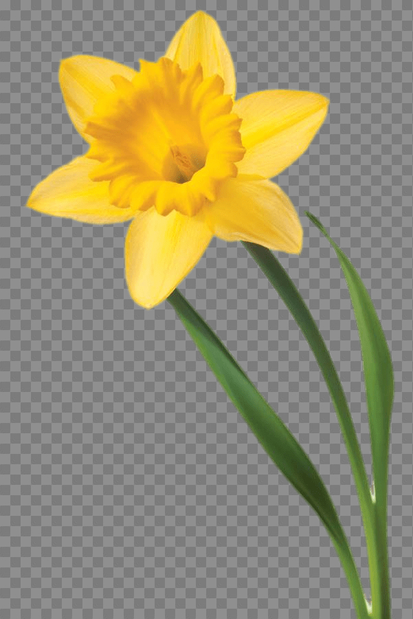 Free: Single Daffodil transparent PNG - StickPNG - nohat.cc