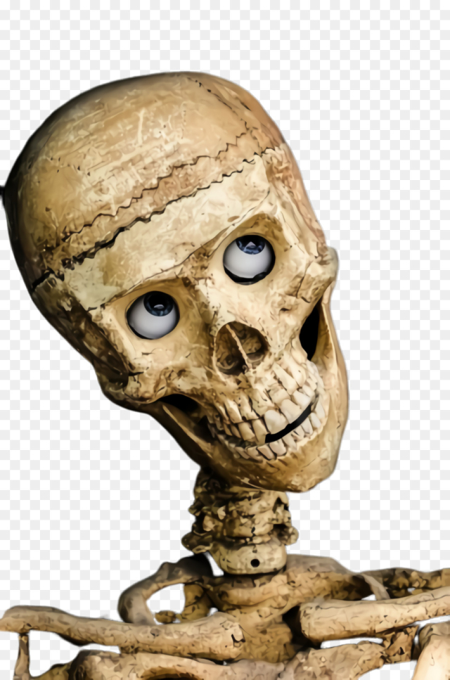 Free: skull bone head skeleton anthropology - nohat.cc