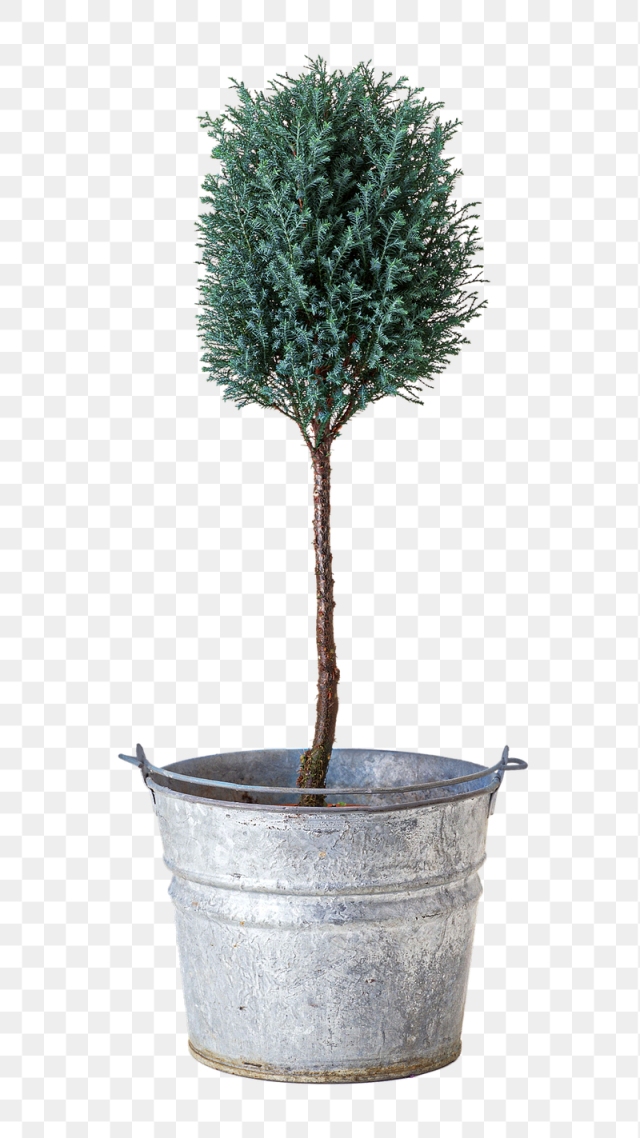 Free: Small tree plant png sticker, | Free PNG - rawpixel - nohat.cc