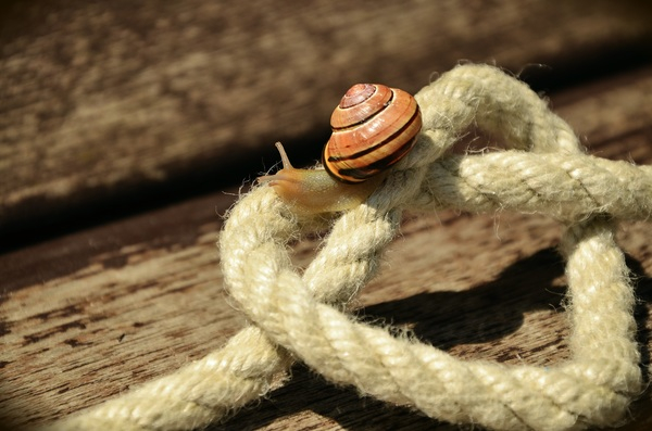 Free: Snail on White Square Knot Rope - nohat.cc