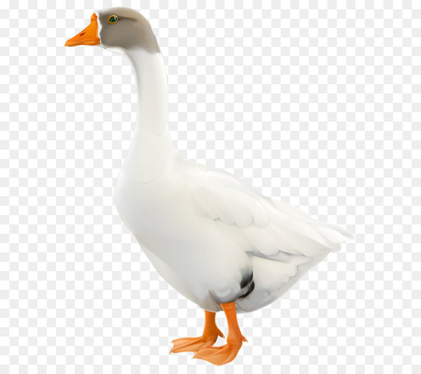 Free: Snow goose Duck Canada Goose - Goose PNG Clip Art Image - nohat.cc