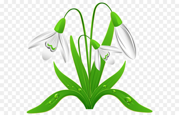Free: Snowdrop Download Clip art - Spring Snowdrops PNG Clipart Picture ...