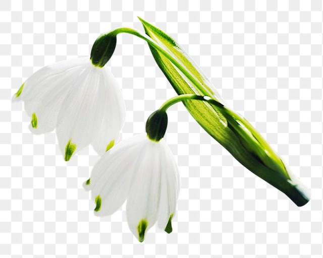 Free: Snowdrop flowers png sticker, transparent | Free PNG - rawpixel ...
