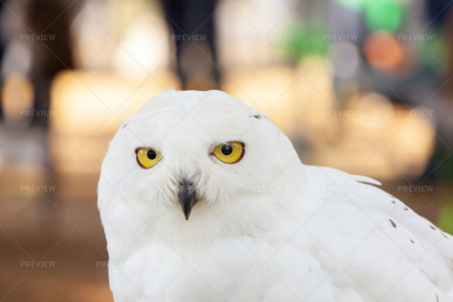 Free: Snowy Owl - nohat.cc