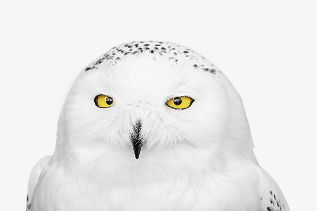 Free: Snowy owl collage element psd | Free PSD - rawpixel - nohat.cc