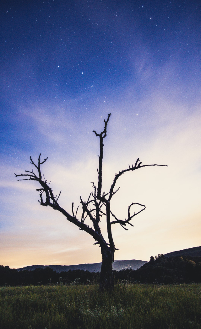 Free: Solid tree. - nohat.cc