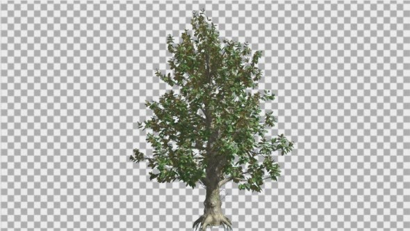 Free: Southern Magnolia Tree Is Swaying In The #196465 - PNG Images ...