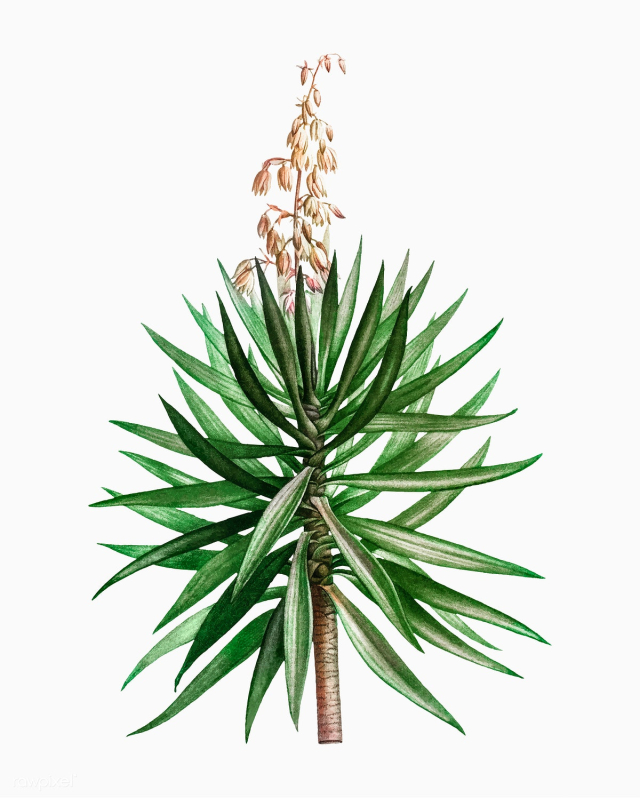 Free: Spanish dagger plant | Free stock vector - 568430 - nohat.cc