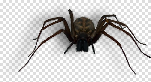 Free: Spider web Scrapbooking, Big black spider transparent background ...