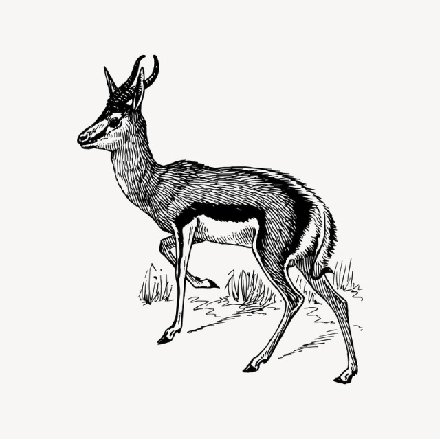 Free: Springbok clipart, drawing illustration vector. | Free Vector ...
