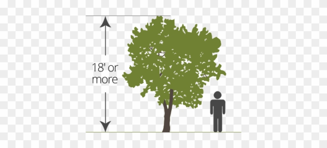 Free: Standard Bare-root Tree Size - Semi Dwarf Peach Tree - nohat.cc