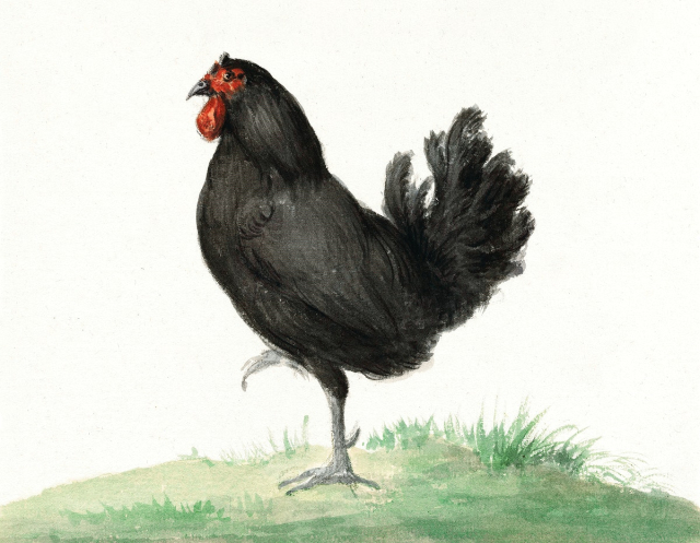 Free: Standing black chicken (1775–1833)… | Free public domain ...
