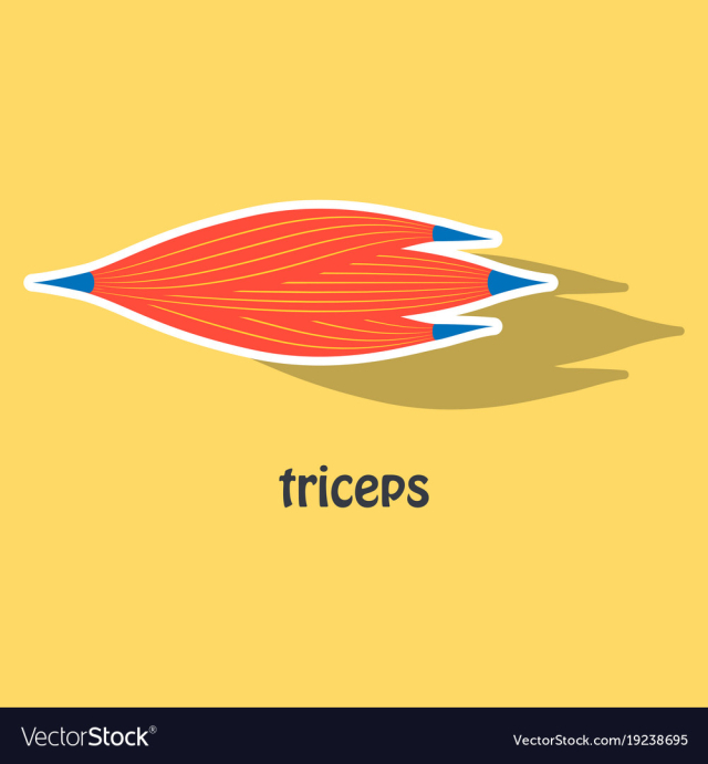 Free: Sticker medical of human arm muscles vector image - nohat.cc