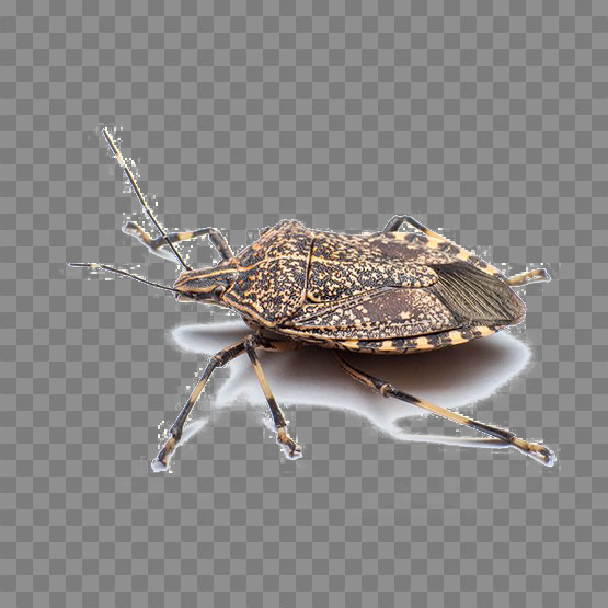 Free: Stink Bug PNG Free Download - nohat.cc