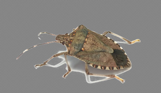 Free: Stink Bug PNG Image Background - nohat.cc