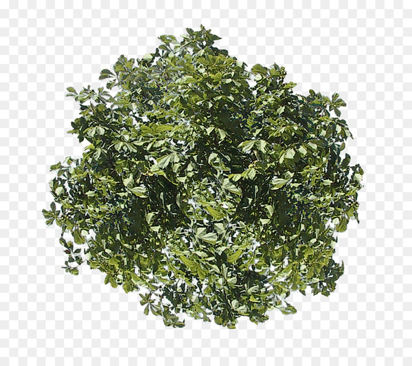 Free: Stock photography Royalty-free Tree Image Illustration - tree ...