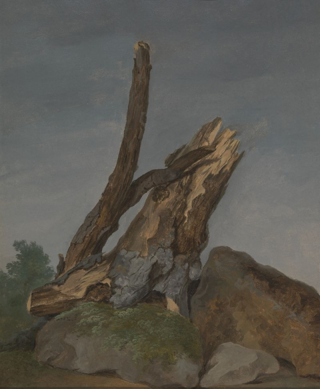 Free: Study of Rocks and Branches | Free Photo - rawpixel - nohat.cc