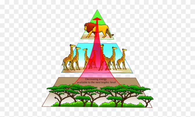 Free: Studying Energy Pyramids - Pyramid Of Nature Balance - nohat.cc