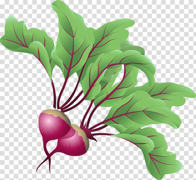 Free: Sugar beet Beetroot Vegetable , Beets transparent background PNG ...