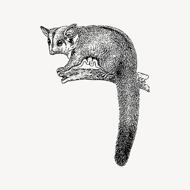 Free: Sugar glider clipart, drawing illustration | Free Vector ...