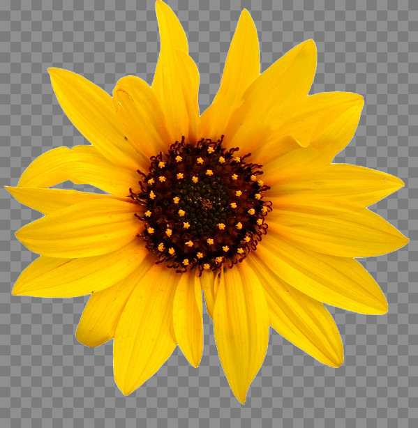 Free: Sunflower Transparent - nohat.cc