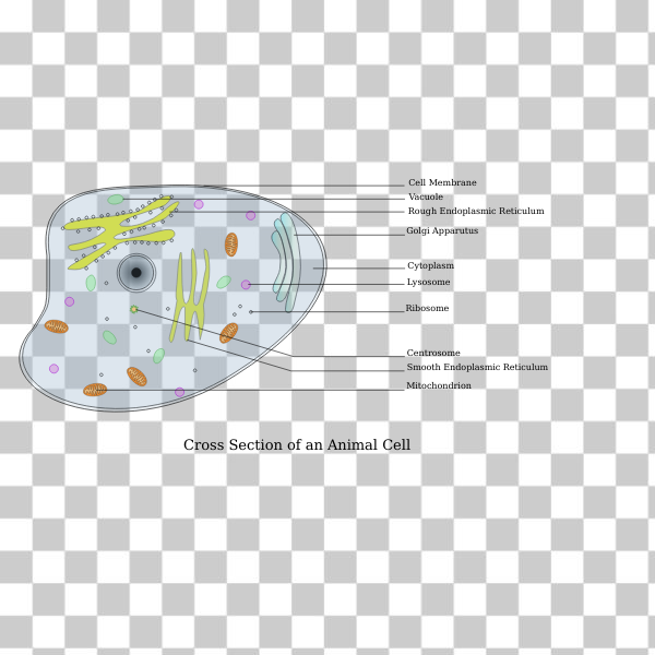 Free: SVG Animal Cell Labelled - nohat.cc