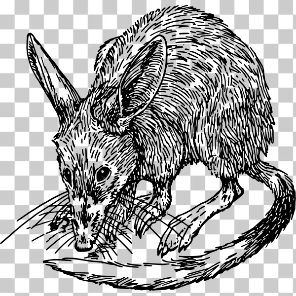 Free: SVG Bandicoot - nohat.cc