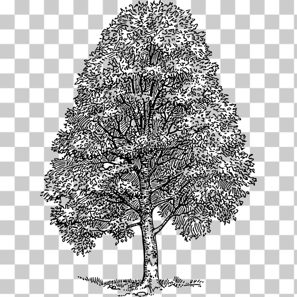 Free: SVG Beech tree - nohat.cc