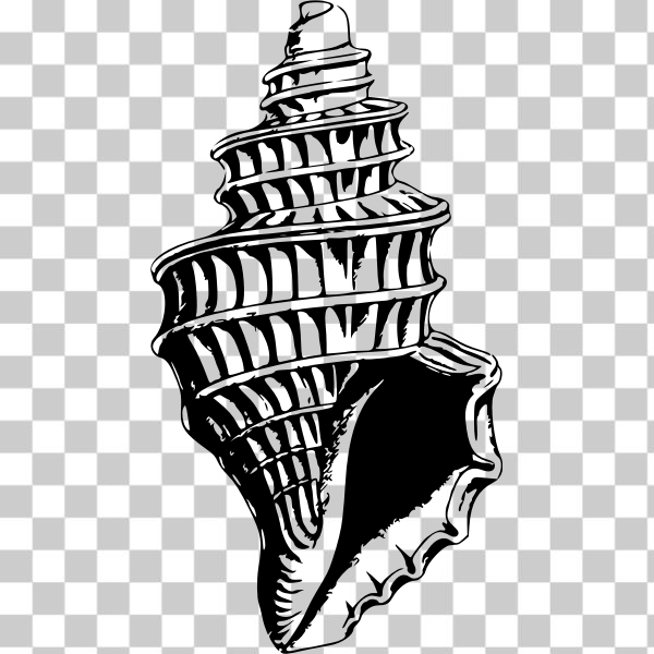 Free: SVG Black and white sea shell - nohat.cc