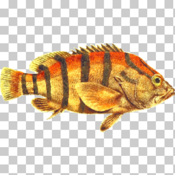 Free: SVG Black-banded seaperch - nohat.cc