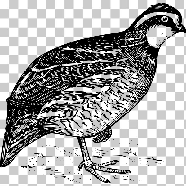 Free: SVG Bobwhite quail vector clip art - nohat.cc