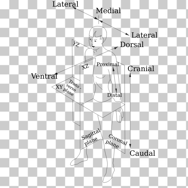 Free: SVG Body plan - nohat.cc