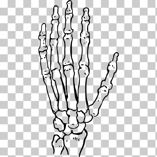 Free: SVG Bones Of The Hand - nohat.cc