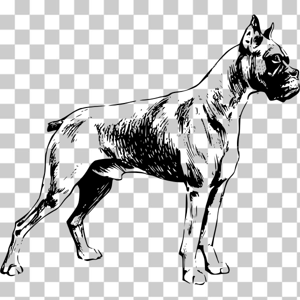 Free: SVG Boxer dog vector image - nohat.cc