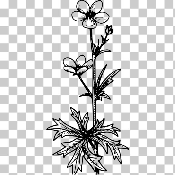 Free: SVG Buttercup - nohat.cc