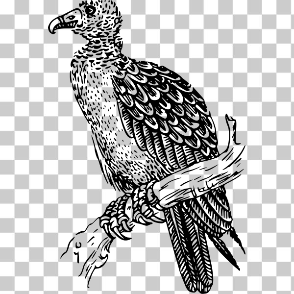 Free: SVG Buzzard vector illustration - nohat.cc