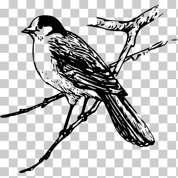 Free: SVG Canada jay clip art - nohat.cc