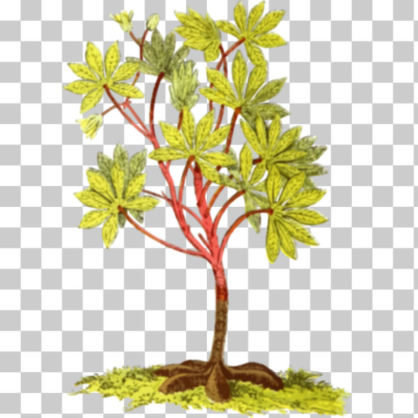 Free: SVG Cassava plant - nohat.cc