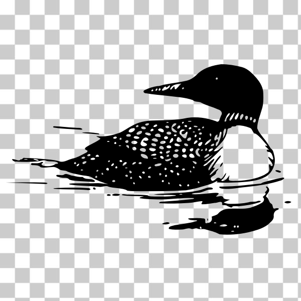 Free: SVG Common Loon Vector Image - nohat.cc