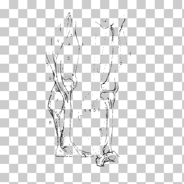 Free: SVG Constructive anatomy of human leg drawing - nohat.cc