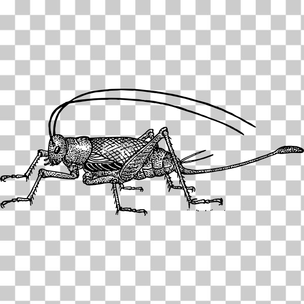 Free: SVG Cricket image - nohat.cc