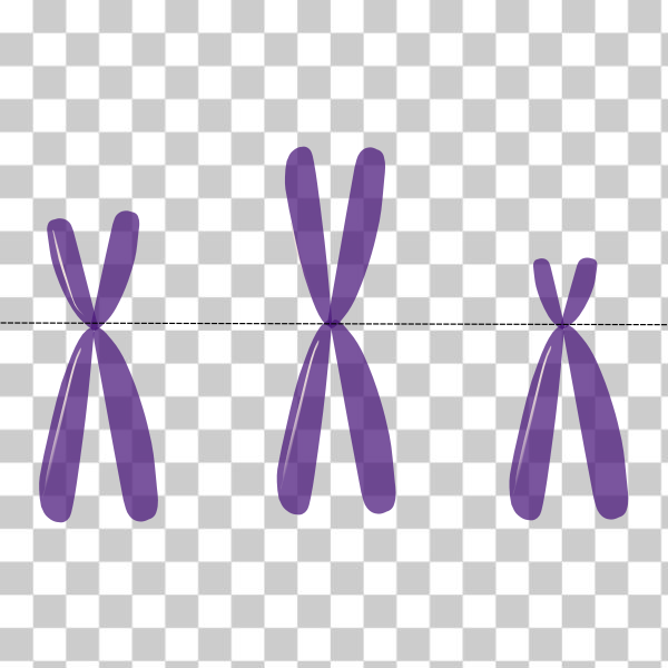 Free: SVG cromossomo metacentrico submetacentrico acrocentrico - nohat.cc