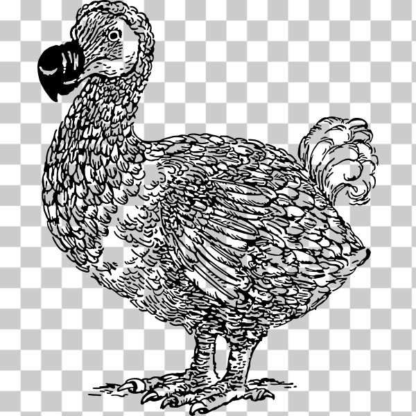 Free: SVG Dodo drawing - nohat.cc