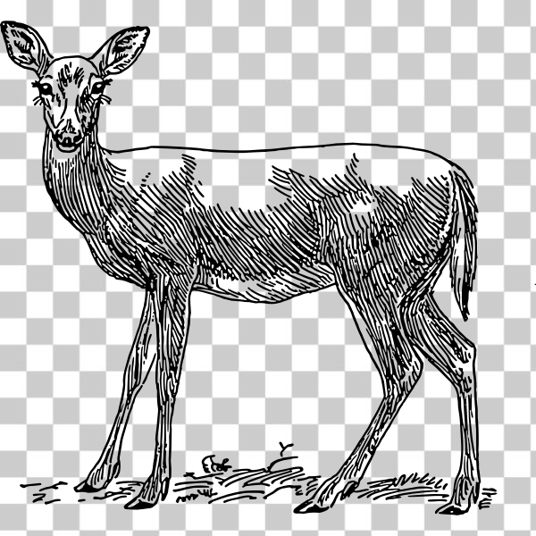 Free: SVG Doe drawing - nohat.cc