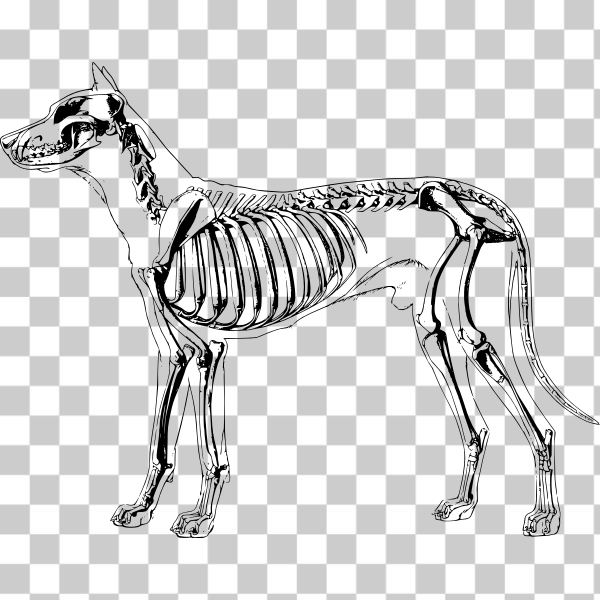 Free: SVG Dog skeleton vector image - nohat.cc