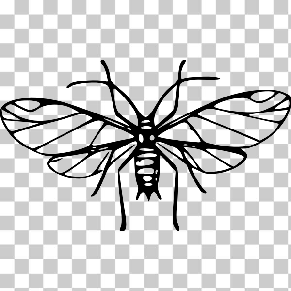 Free: SVG Enlarged fly image - nohat.cc