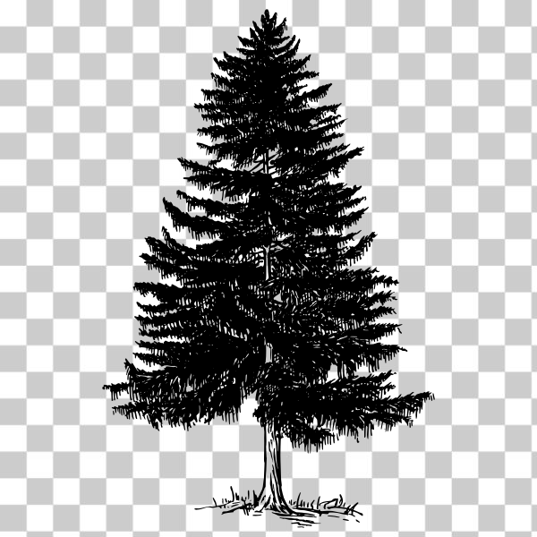 Free: SVG Evergreen tree vector graphics - nohat.cc