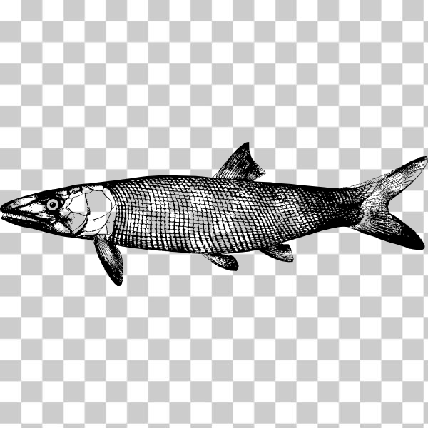 Free: SVG Extinct fish drawing - nohat.cc
